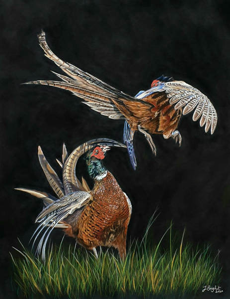 WNAA Challenge - Animals